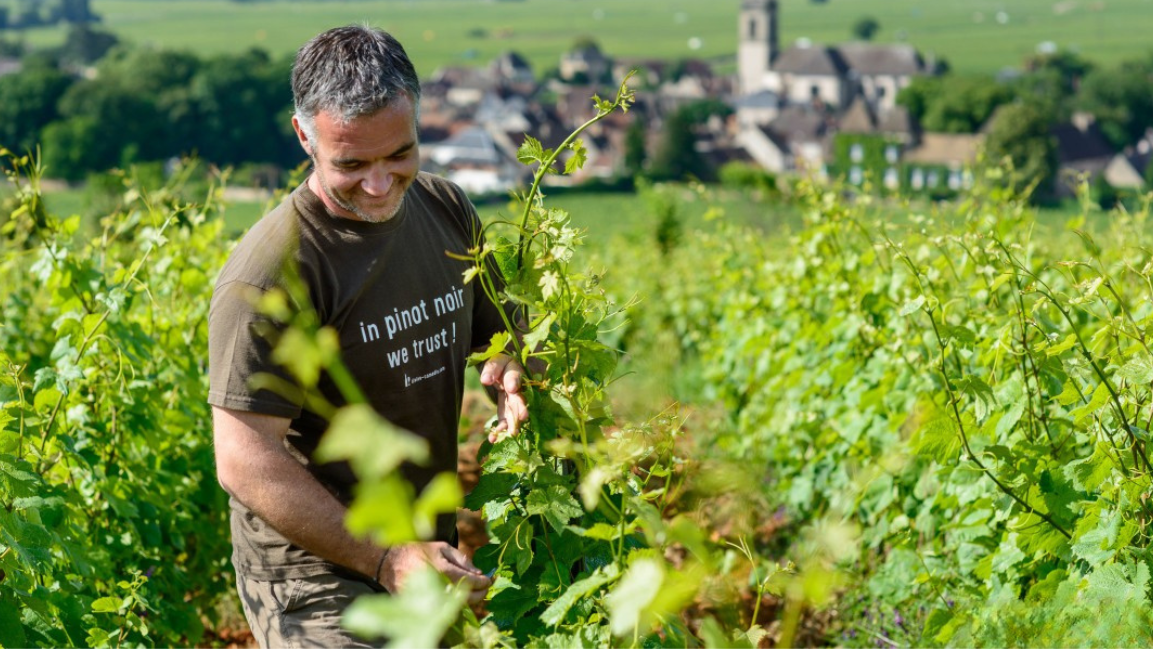 Passion for Burgundy: Nicolas Rossignol
